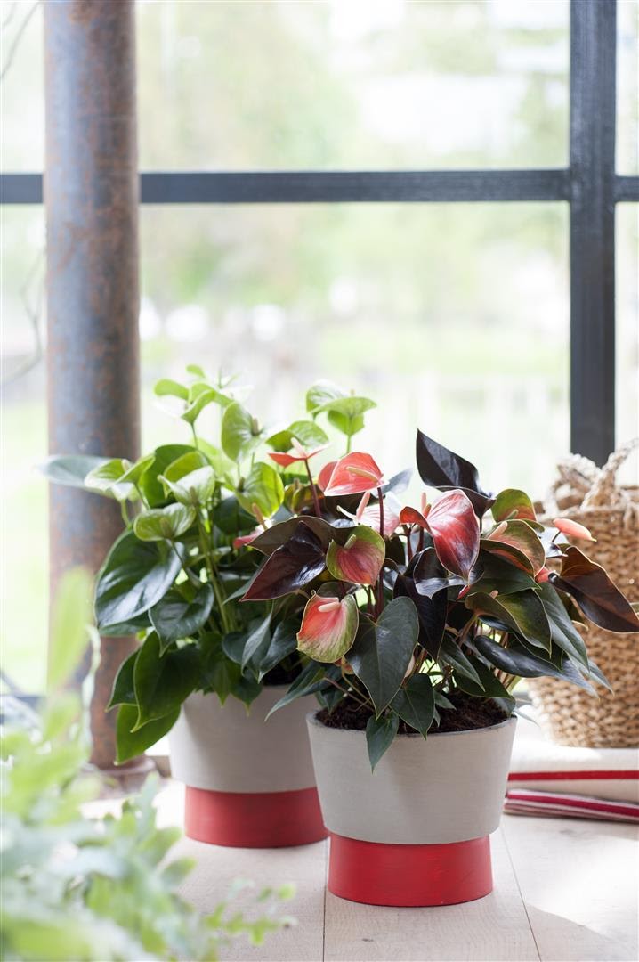 Here are the various colours of Anthuriums as cut flowers and plants
