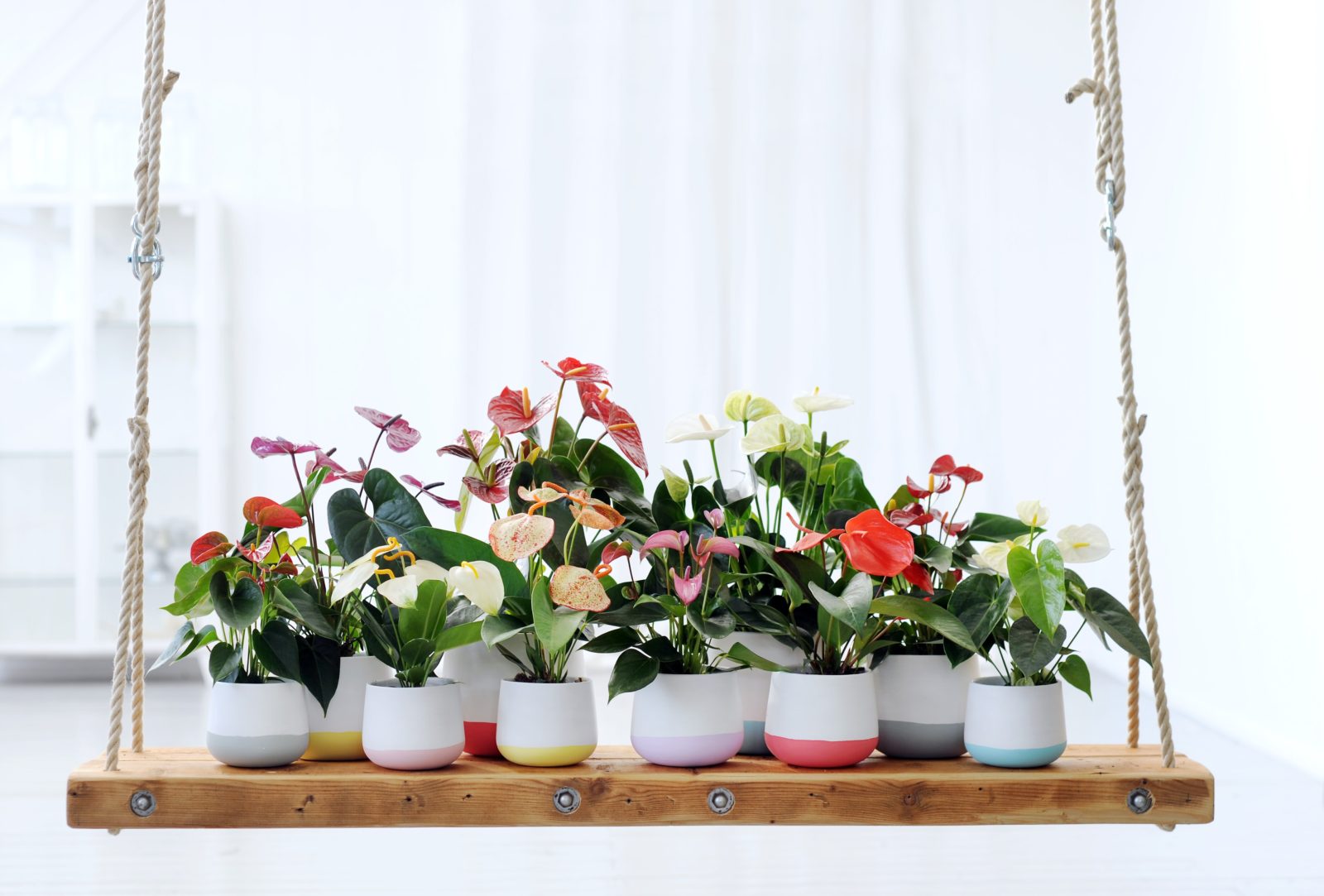 Flower arranging using Anthurium flowers: 3 ideas