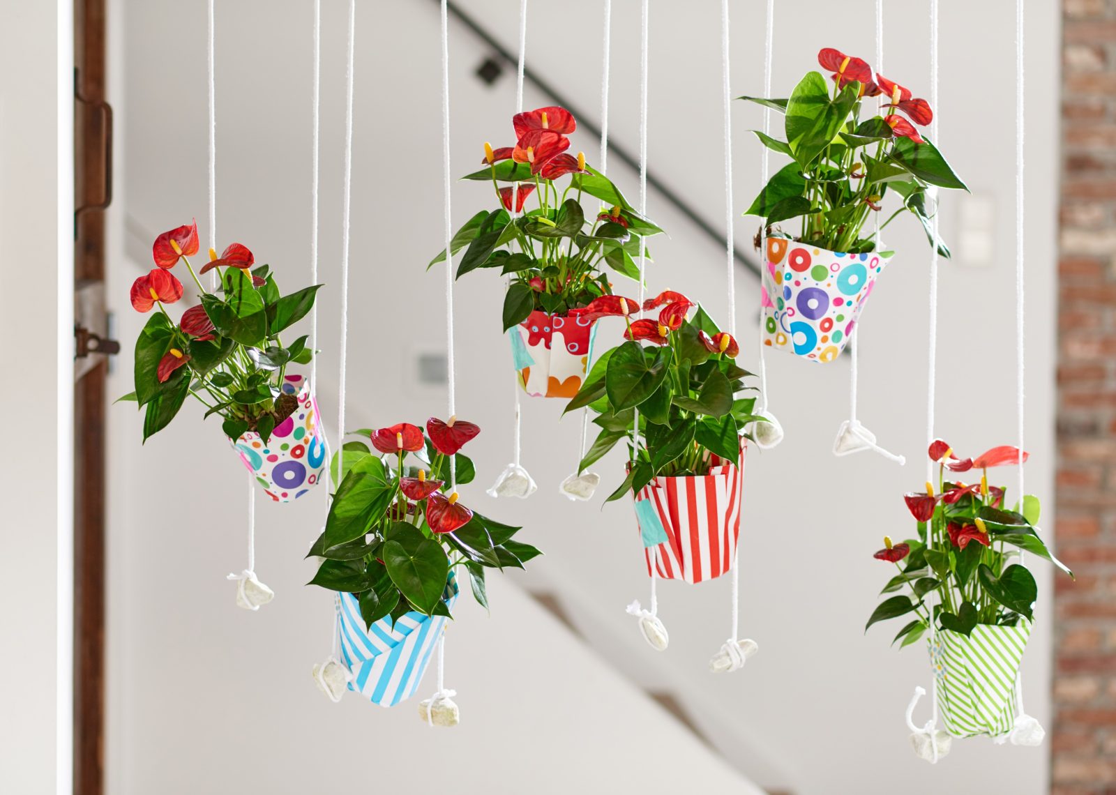 3x Anthuriums ideas like you have never seen before