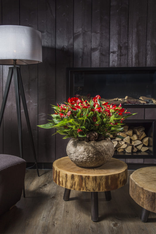 All about Anthurium pot plant and cut flower - Anthurium English