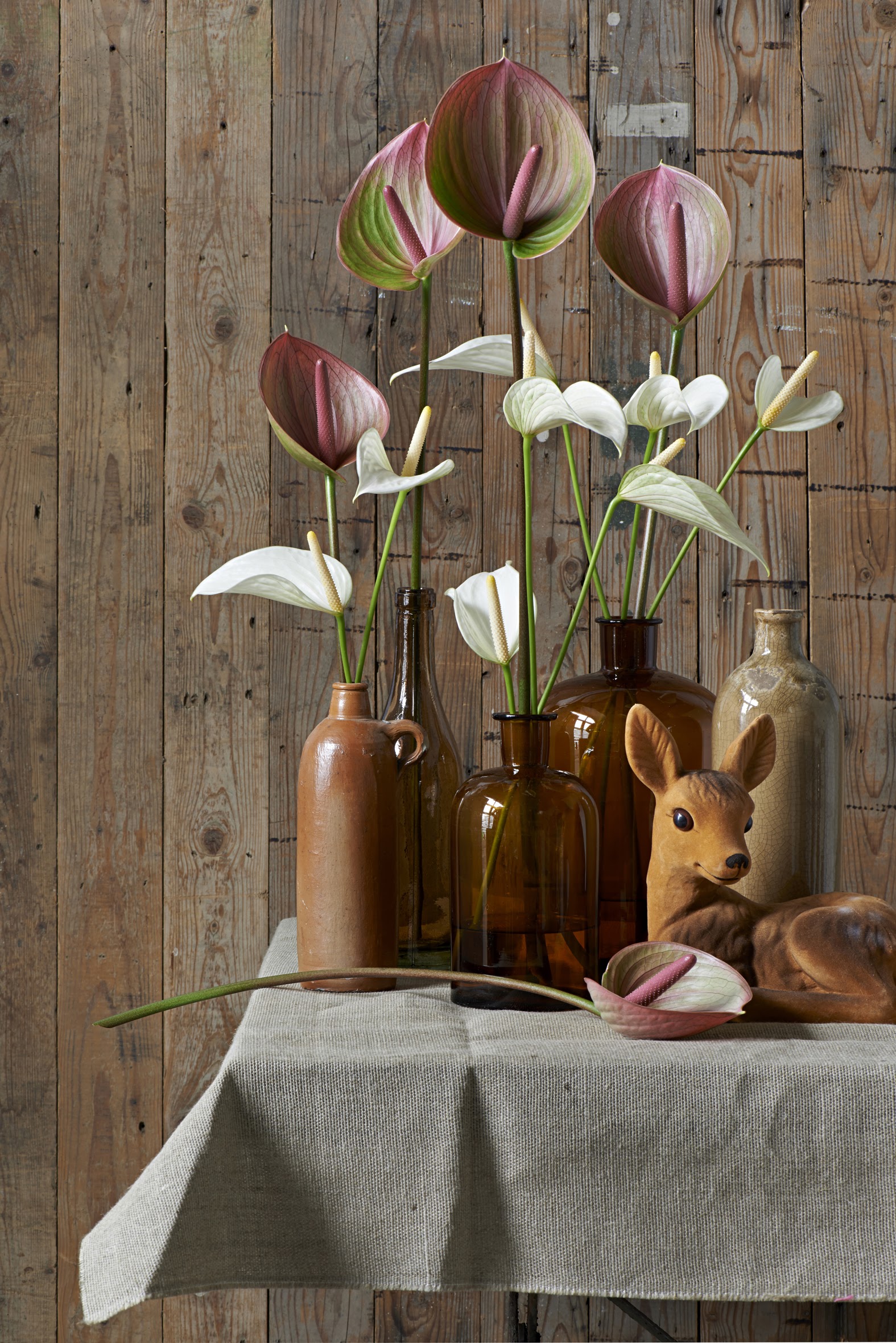 The nicest vase trends all in a row - Anthurium English