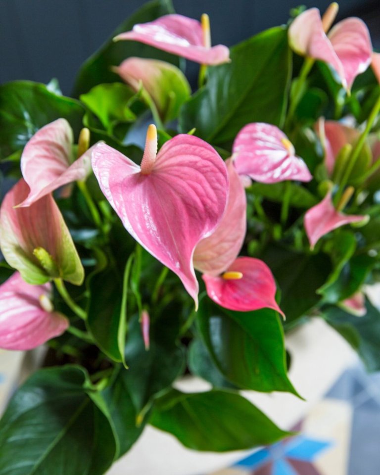Endless anthurium: these are the different types of the Anthurium