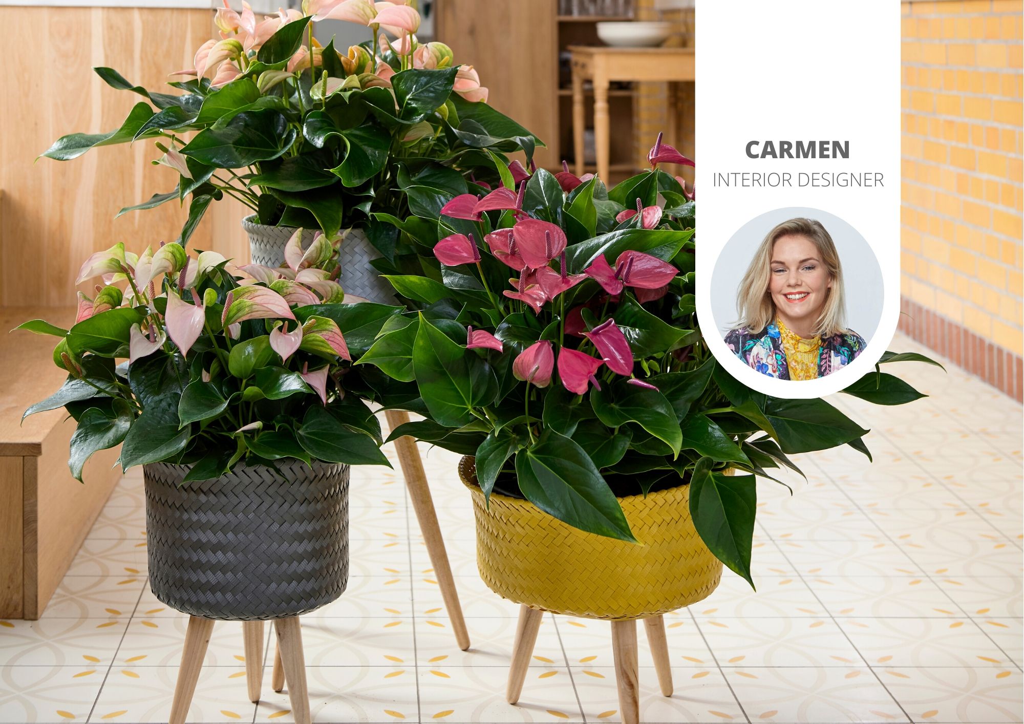 Good-bye Christmas tree, hello Anthurium!