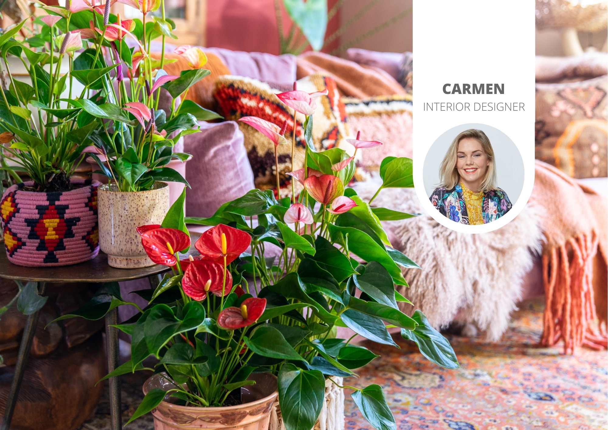 8x how to style Anthuriums in a bohemian interior