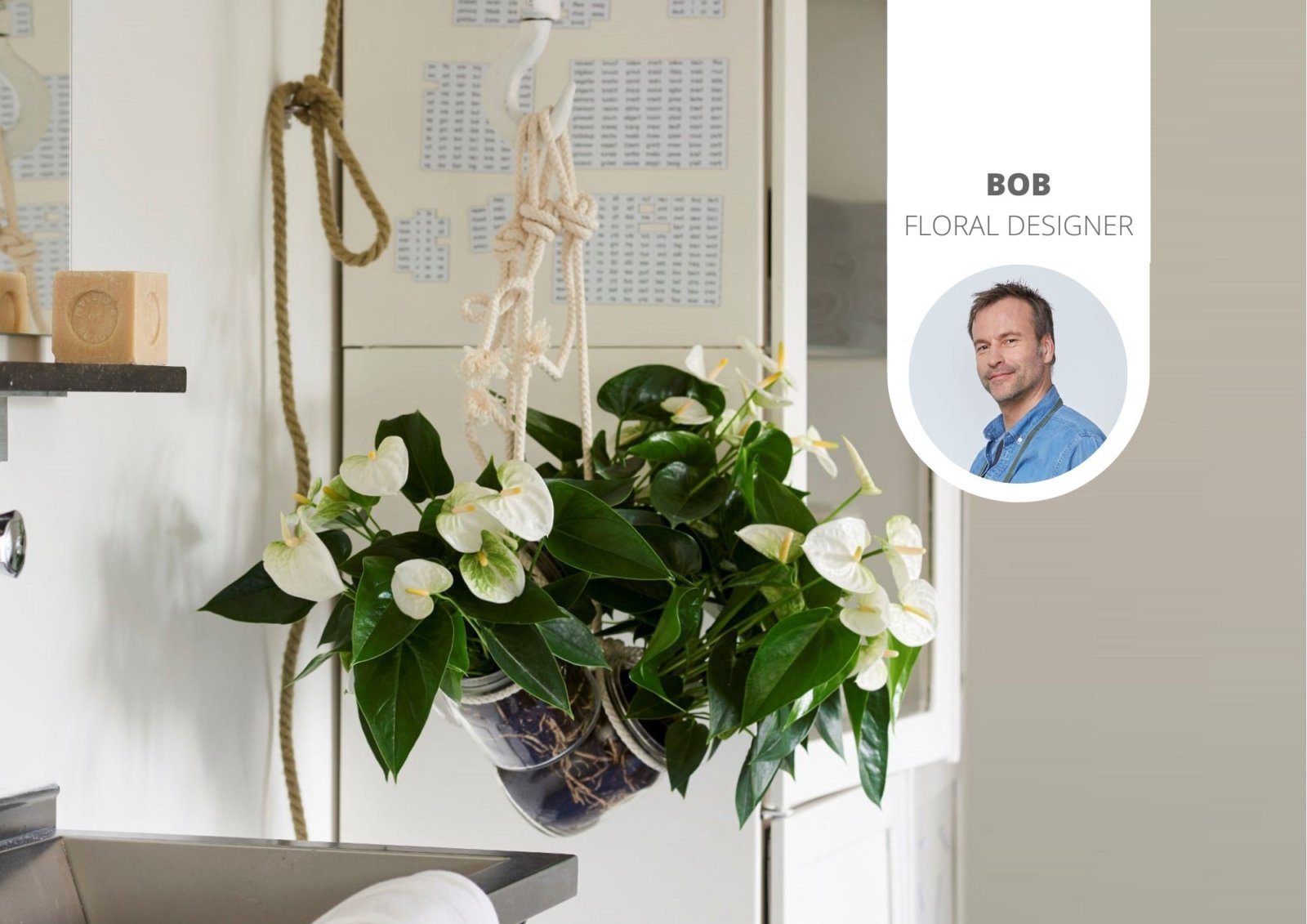 Anthurium Info - All about Anthurium cut flower and pot plant