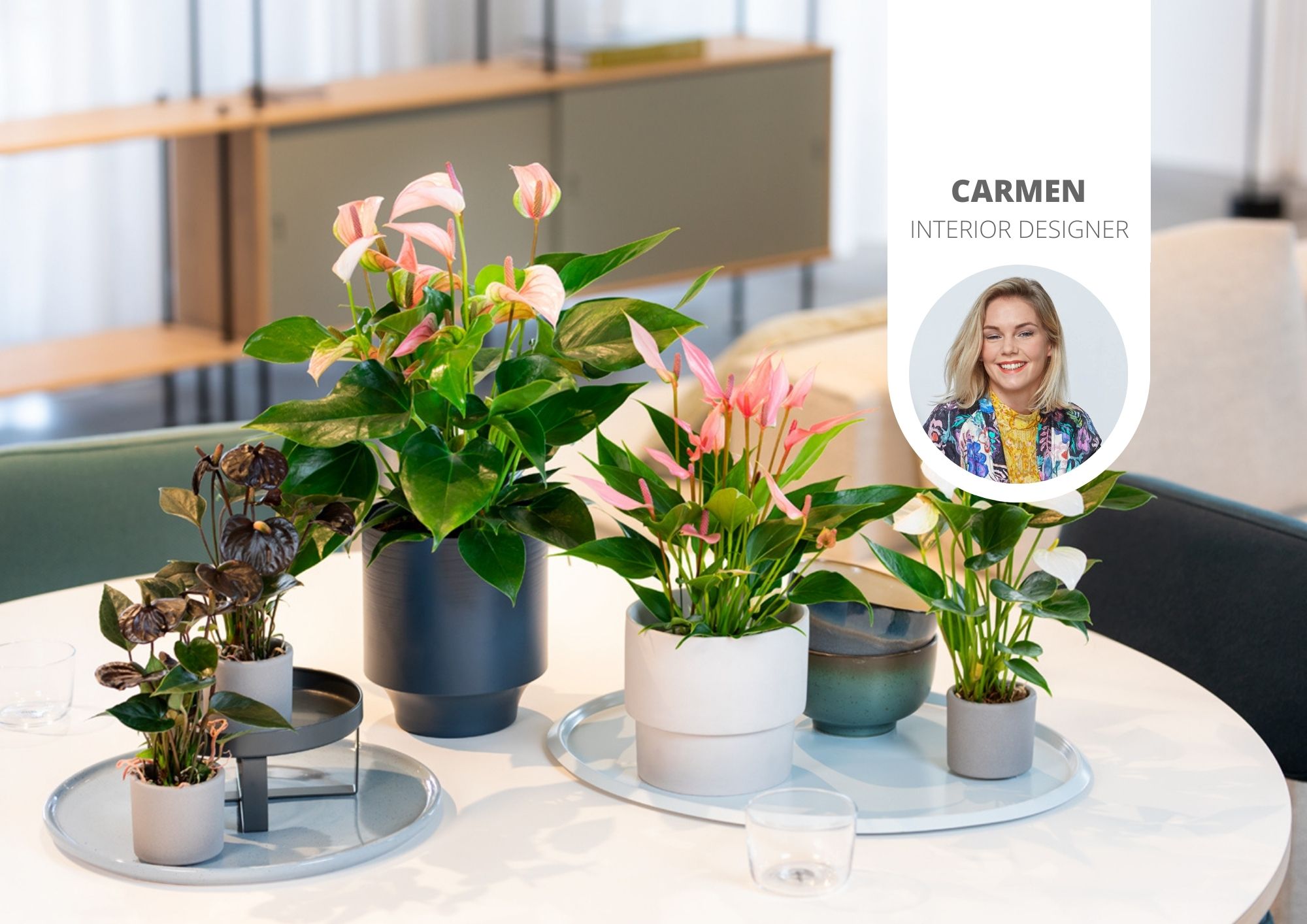7 beautiful ways to display your plants - Anthurium English