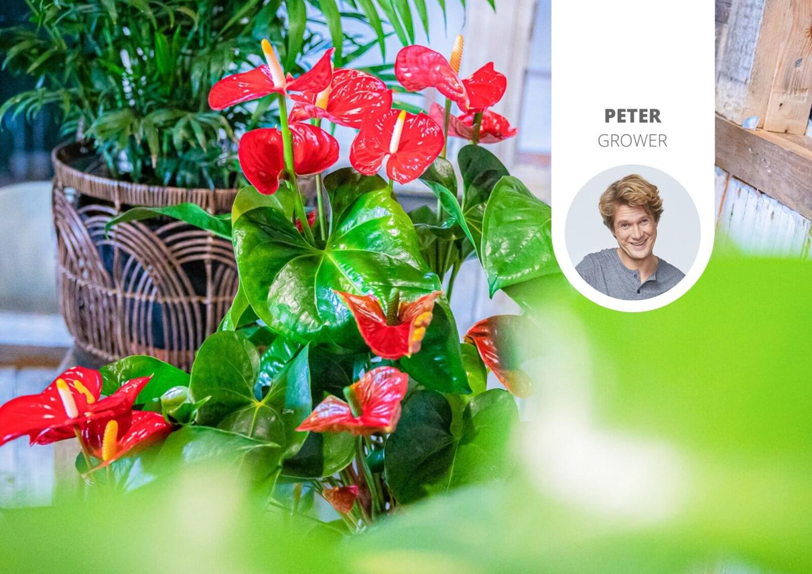 Peter blogs about everything going on in and around the Anthurium nursery