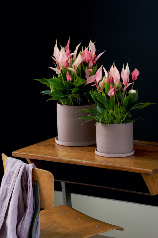 Everything you need to know about the ribbon-shaped Anthurium