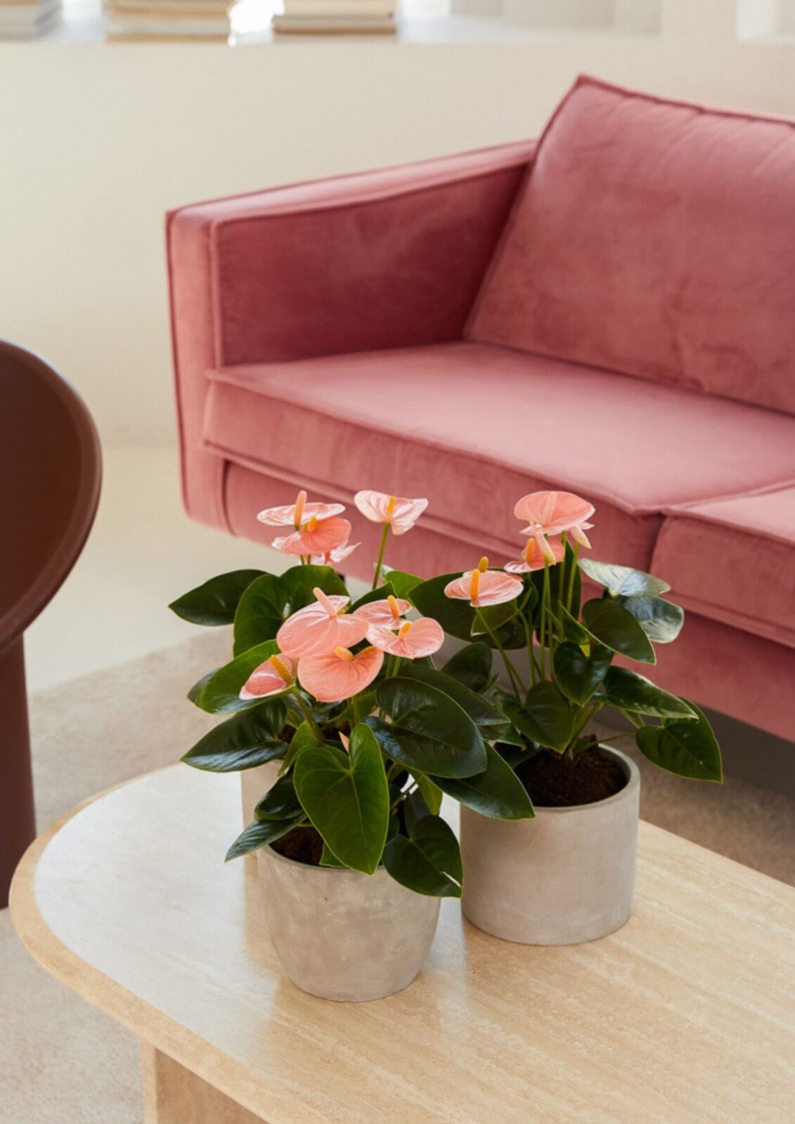 Plant Design: plants first when decorating your home