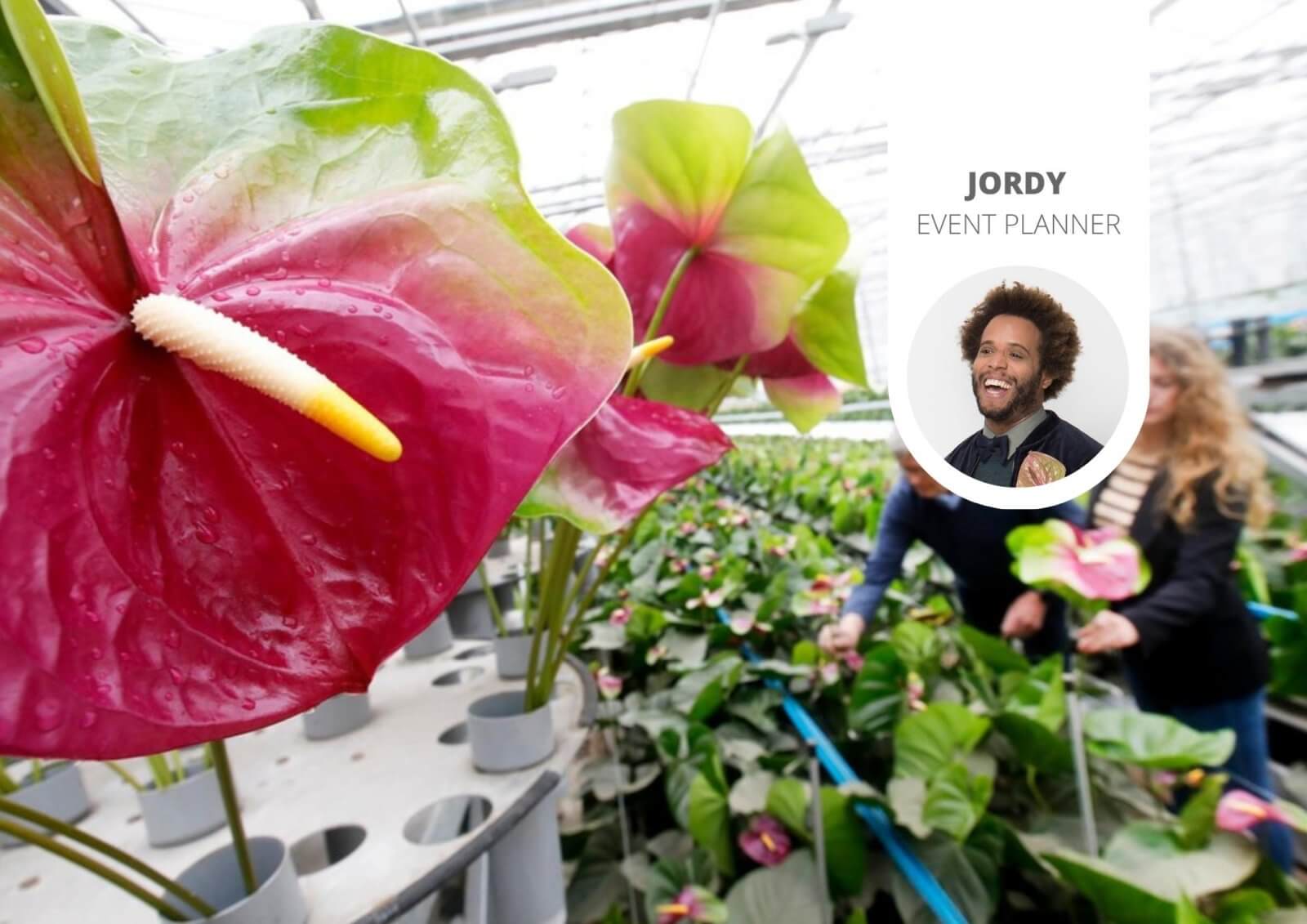 About Anthurium Archieven - Anthurium English