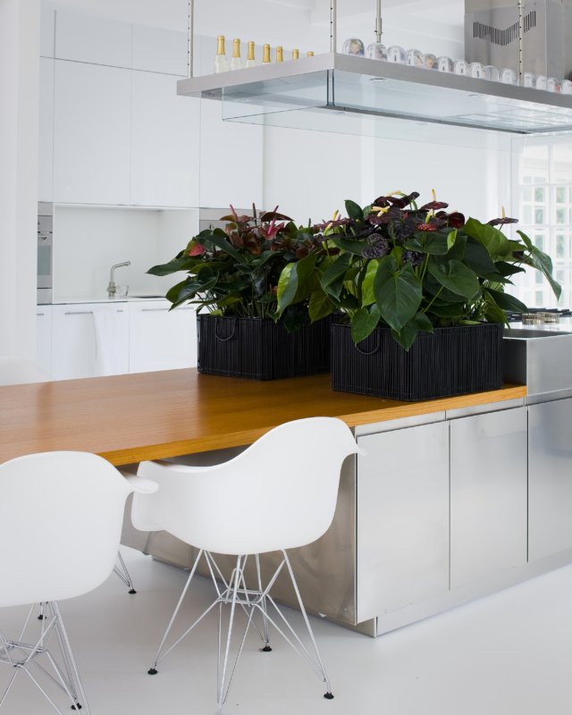 How to style large indoor plants in your interior: 4 tips