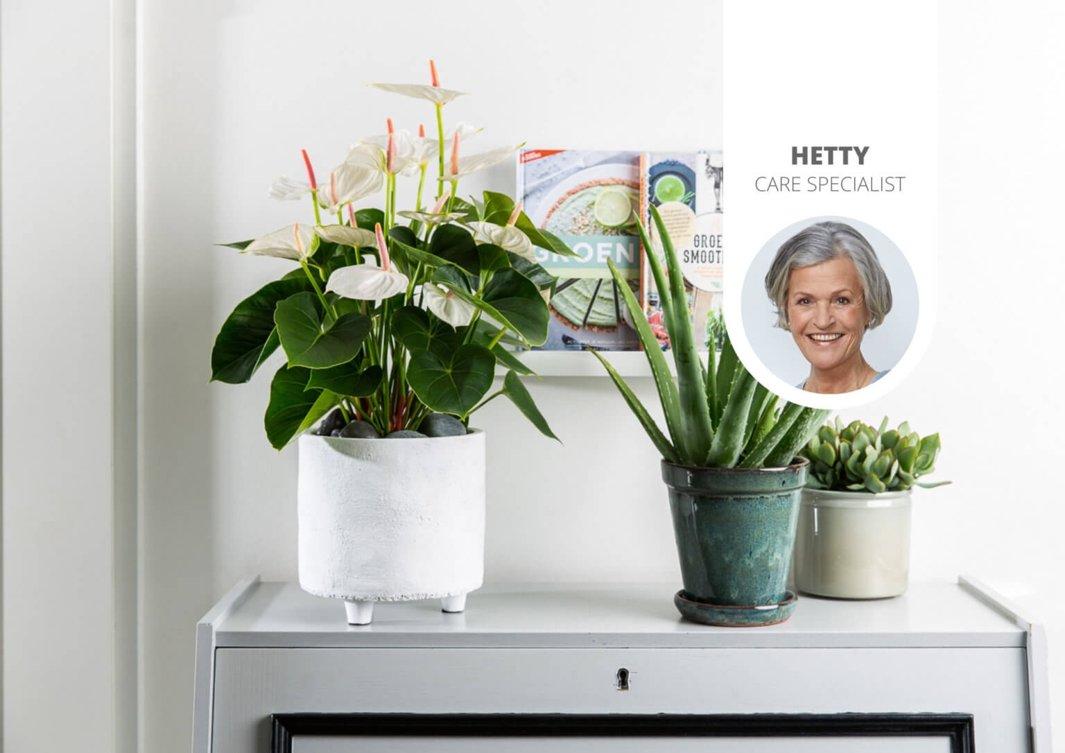 Anthurium Info - All about Anthurium cut flower and pot plant