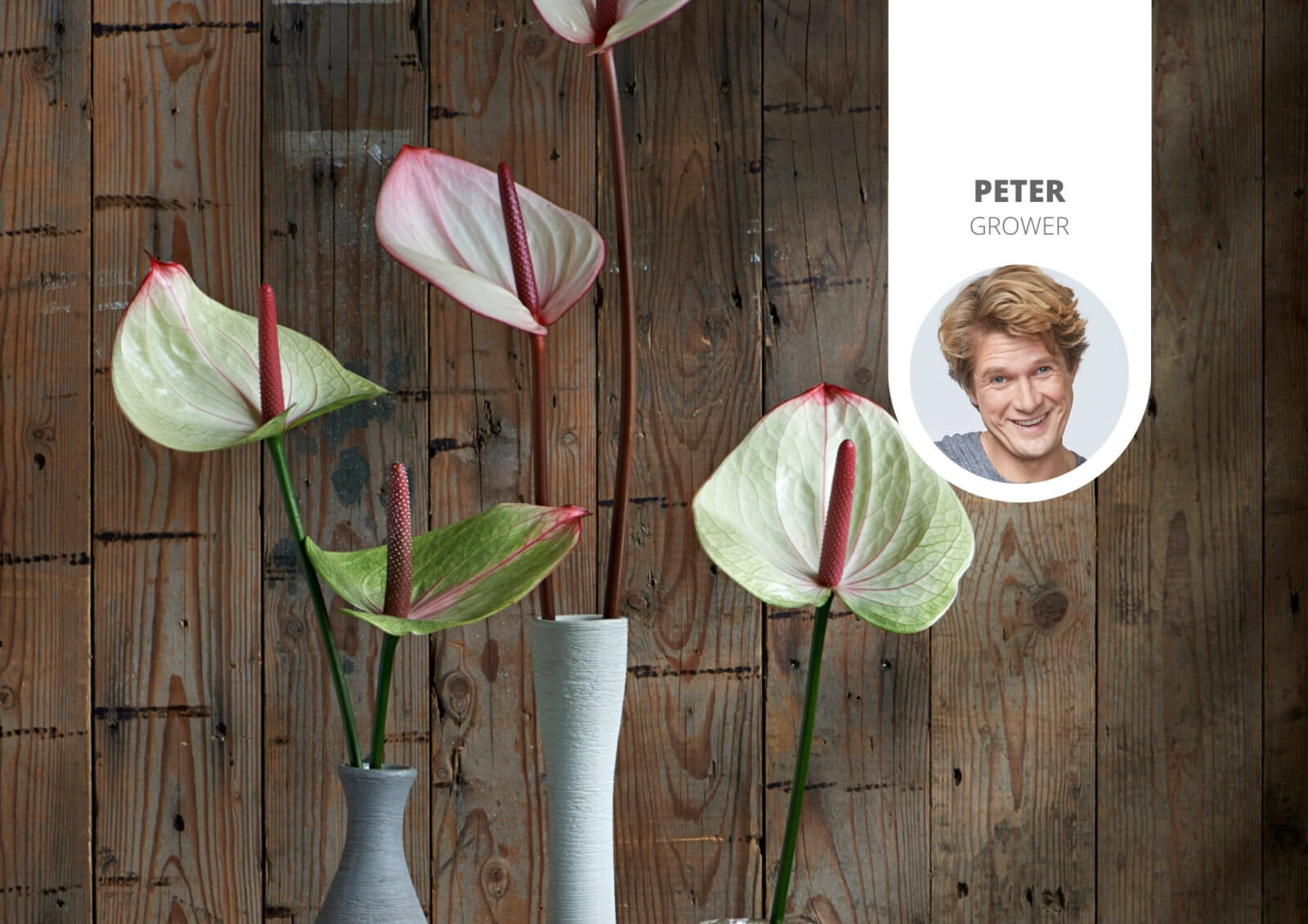 Anthurium Info - All about Anthurium cut flower and pot plant
