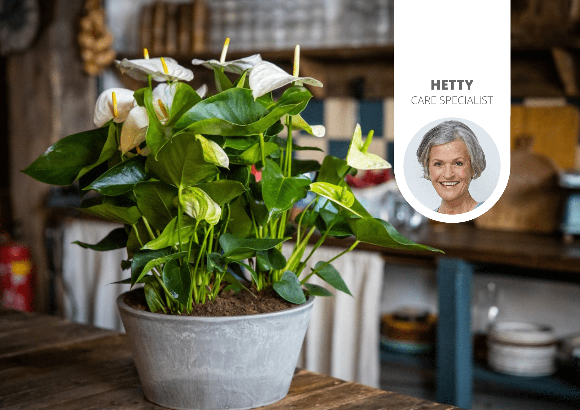 What to do with an Anthurium with drooping leaves? - Anthurium English