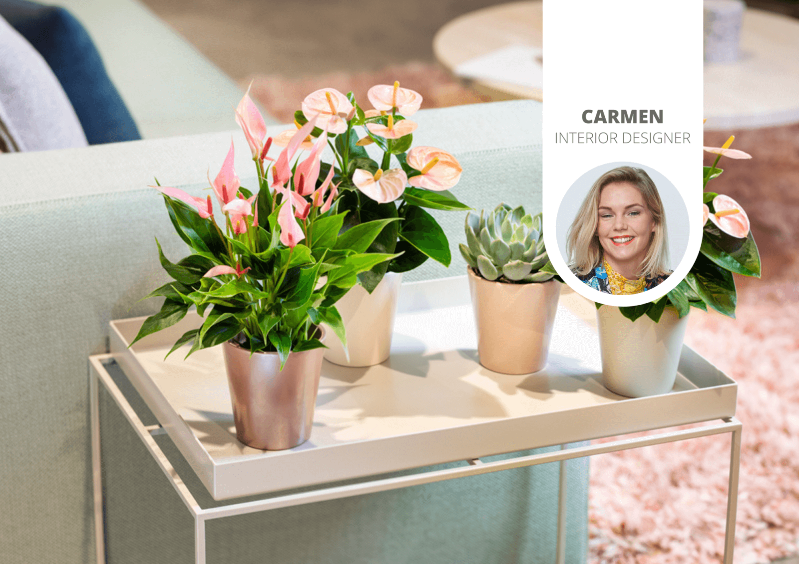 Anthurium Info - All about Anthurium cut flower and pot plant