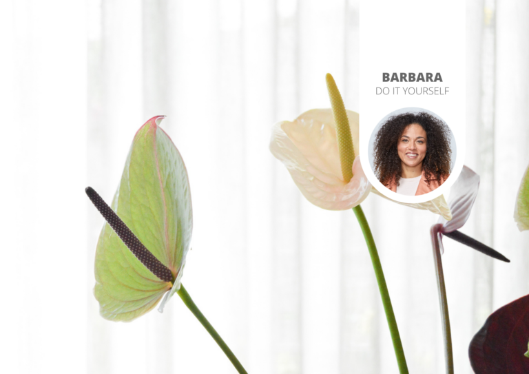 Anthurium Info - All about Anthurium cut flower and pot plant