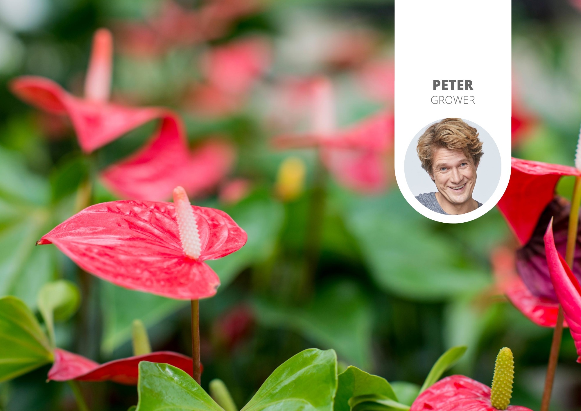 Anthuriums in the garden: essential tips & inspiration