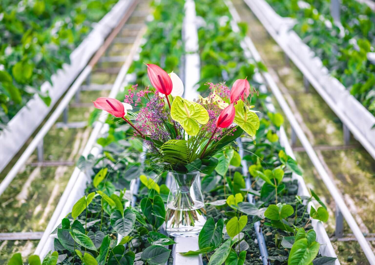 Anthurium Info - All about Anthurium cut flower and pot plant