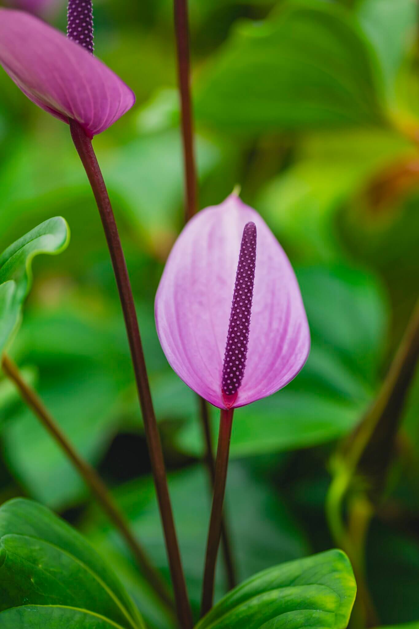 Exploring Anthuriums: A Look Behind the Curtain