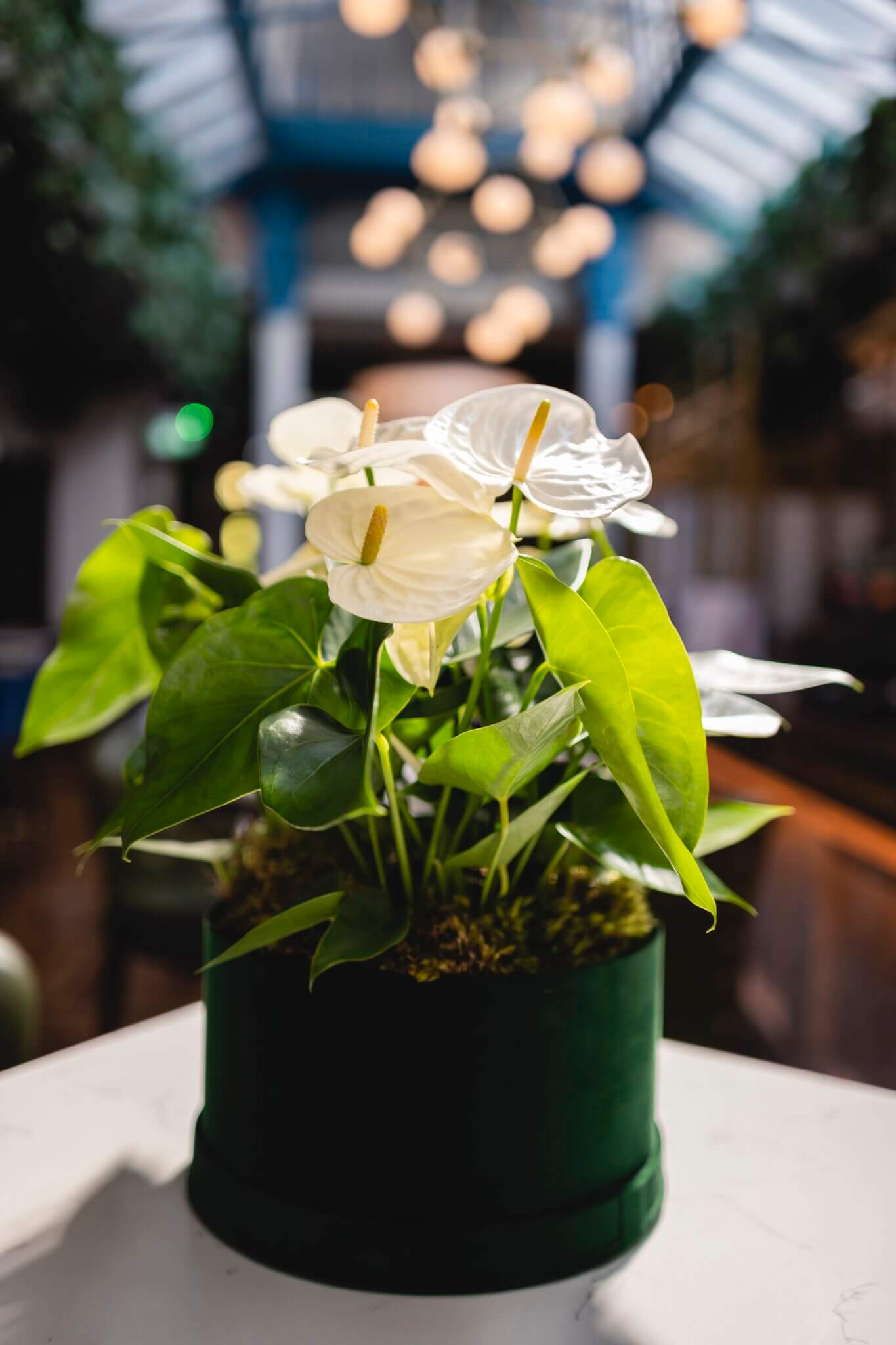 Love in Bloom: Anthuriums as the Perfect Valentine’s Day Gift