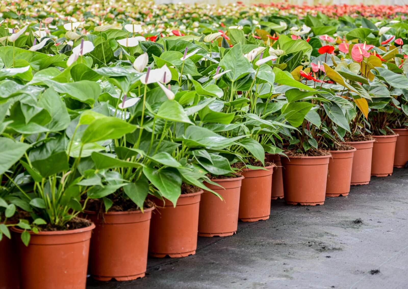 All about Anthurium pot plant and cut flower - Anthurium English