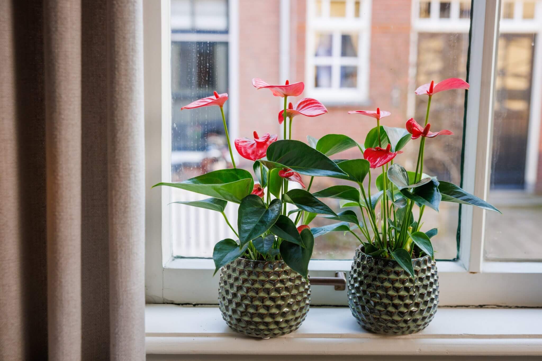 Top 4 Common Mistakes in Anthurium Care