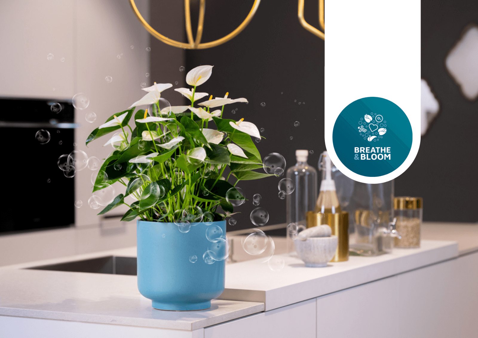 Breathe & Bloom: A Healthy Living Environment with Anthuriums Breathe & Bloom: A Healthy Living Environment with Anthuriums
