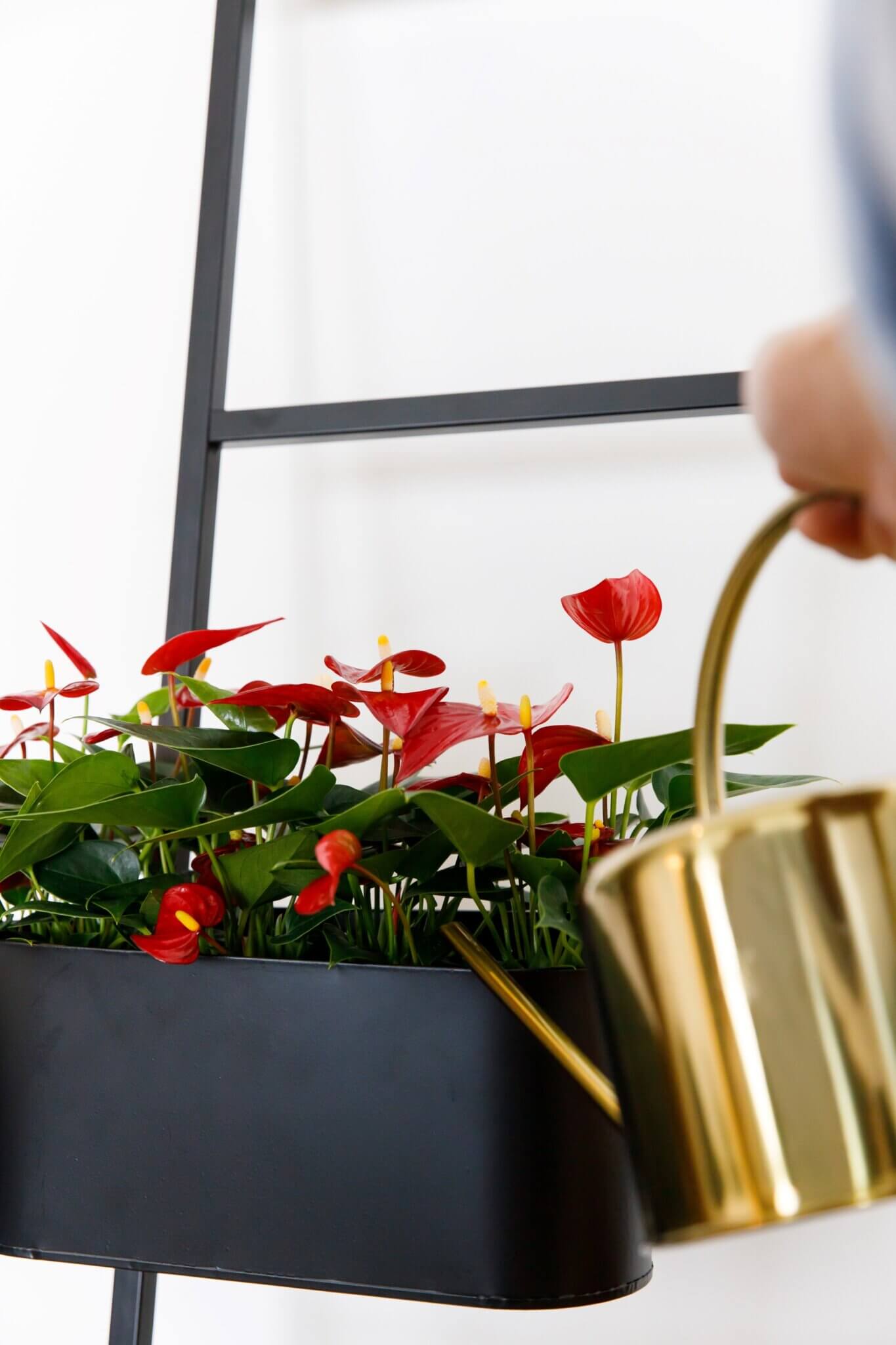 Watering Essentials: 3 Useful Anthurium Care Tips