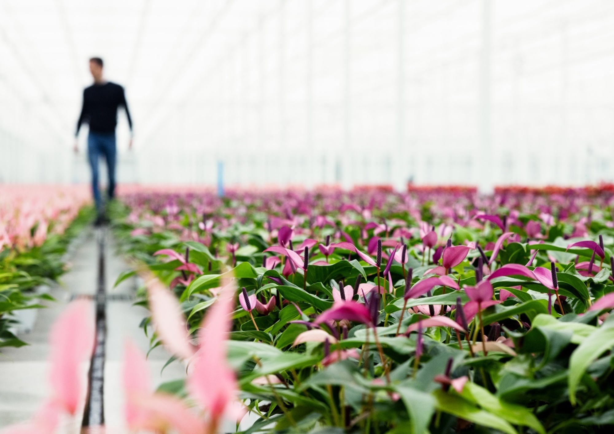 Anthurium Info - All about Anthurium cut flower and pot plant