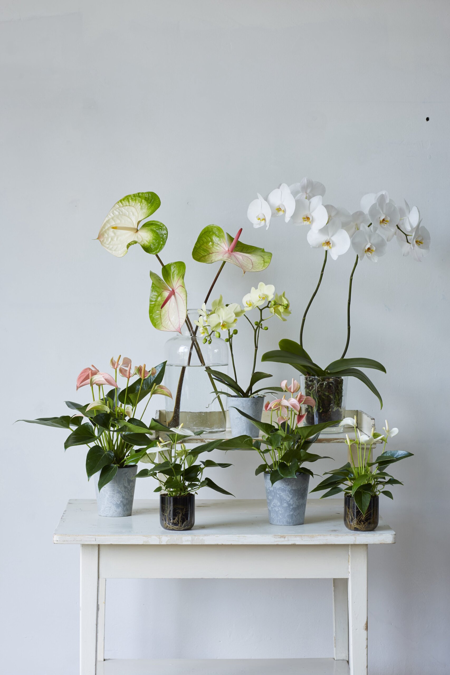 Anthuriums and Orchids: the perfect partners for a stylish interior