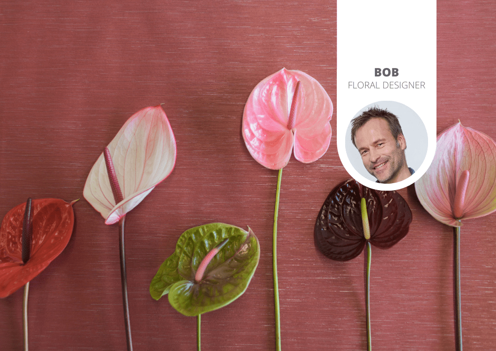 Anthurium Info - All about Anthurium cut flower and pot plant