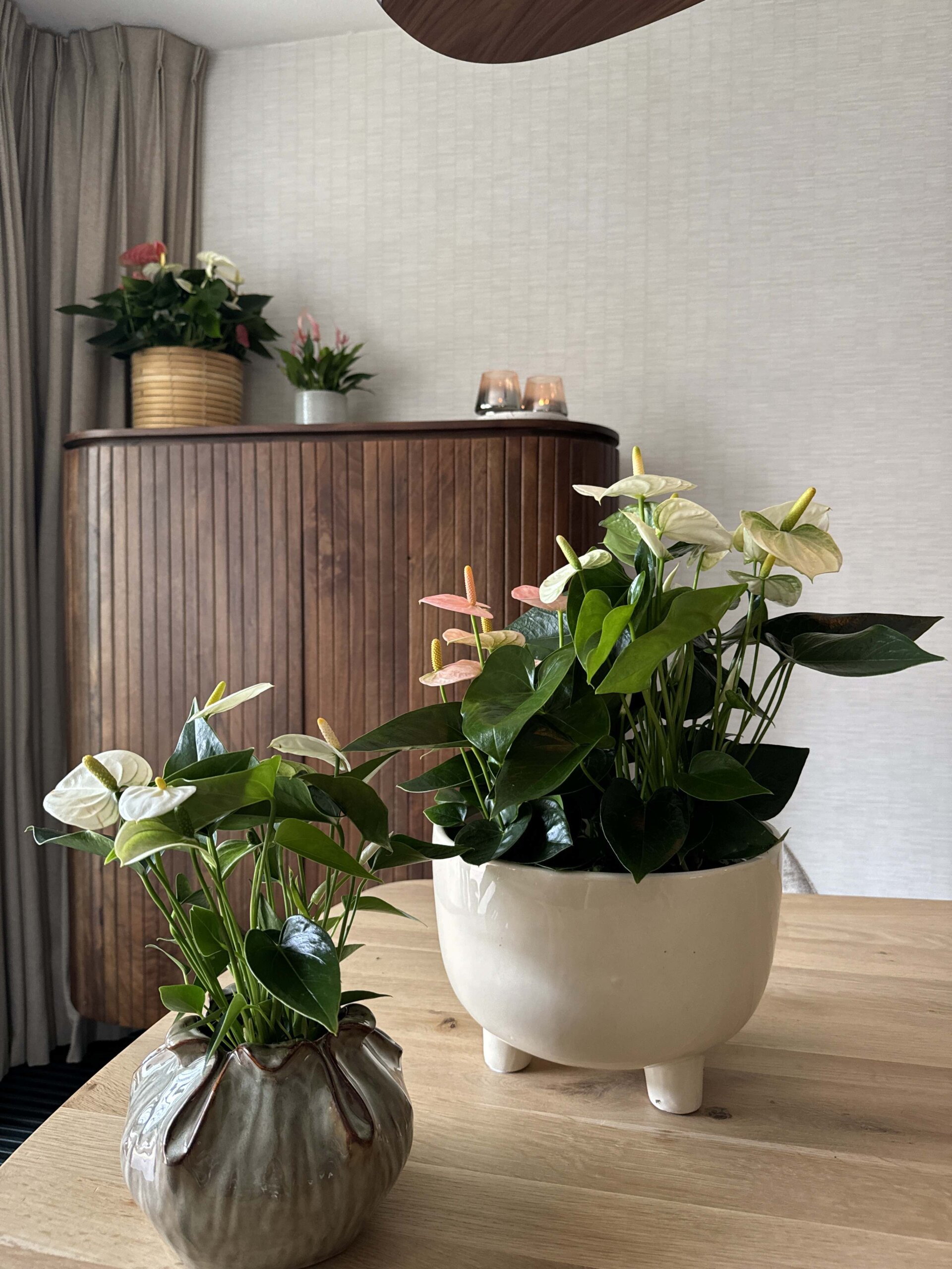 Stylish and Green All Winter long with Anthuriums