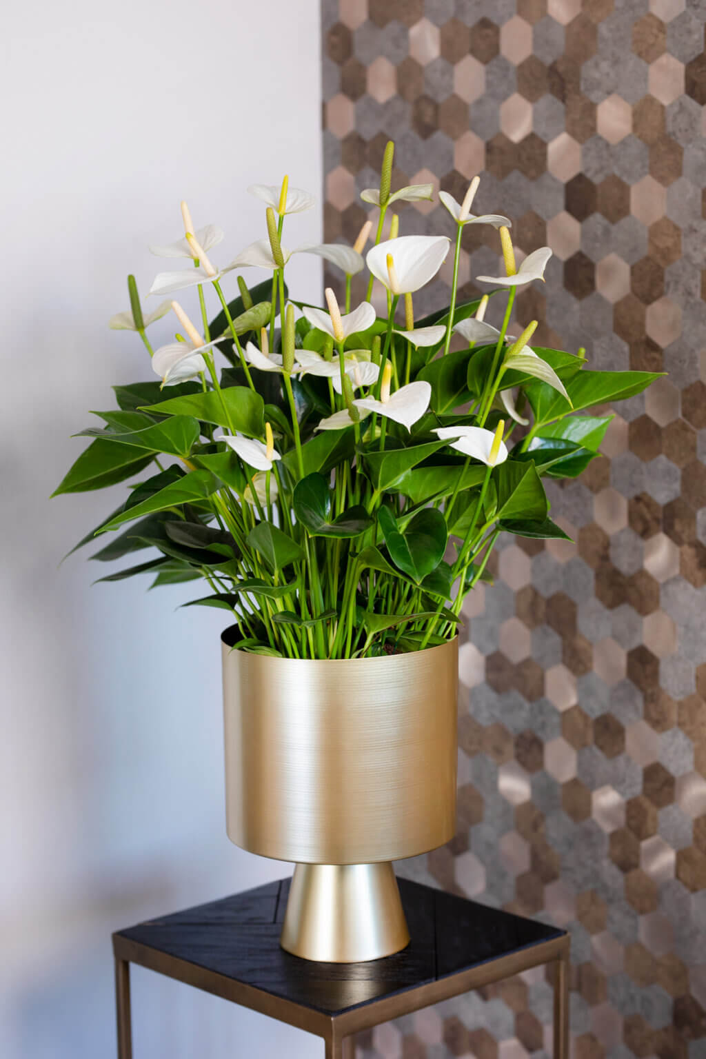 Boost Your Anthurium: Care and Styling Tips for Autumn and Winter