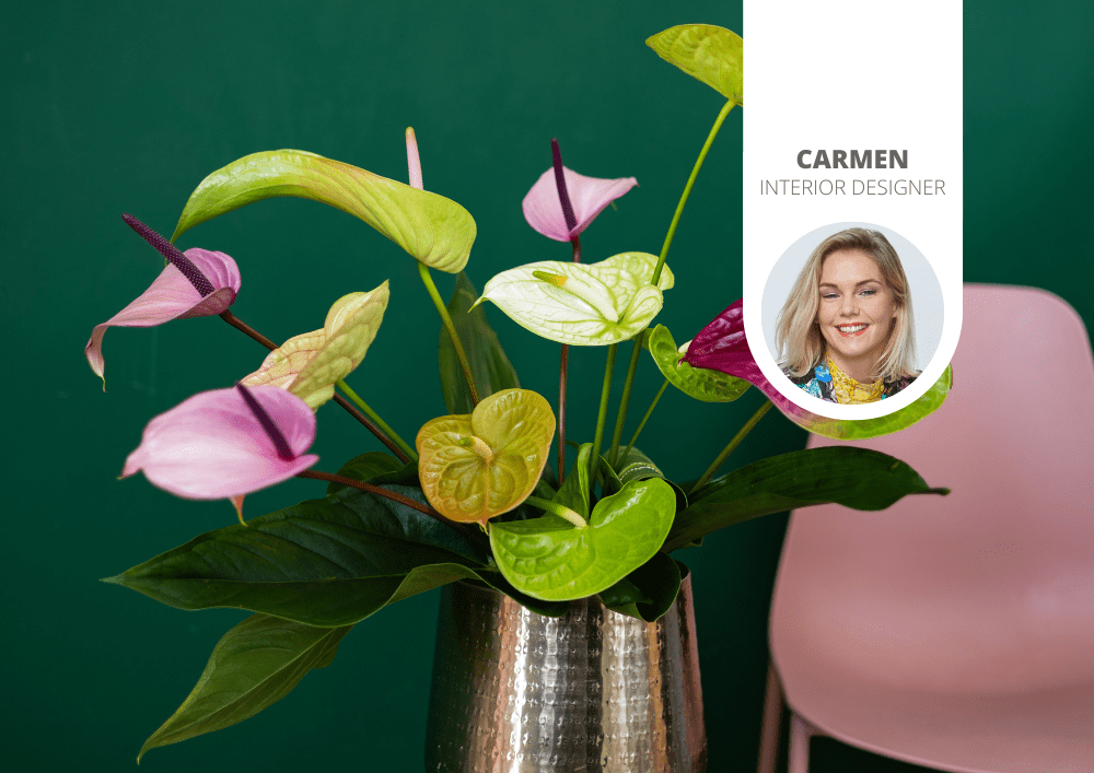 Anthurium Info - All about Anthurium cut flower and pot plant