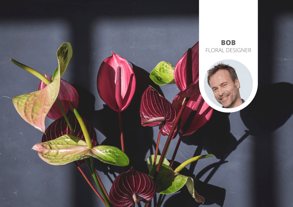 Anthurium Info - All about Anthurium cut flower and pot plant