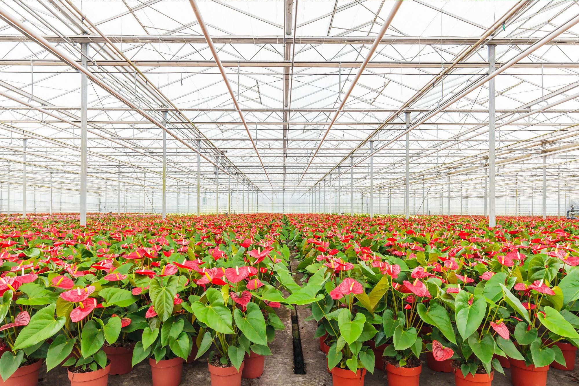 How Do Anthuriums Grow? From Tropical Jungle to Your Living Room