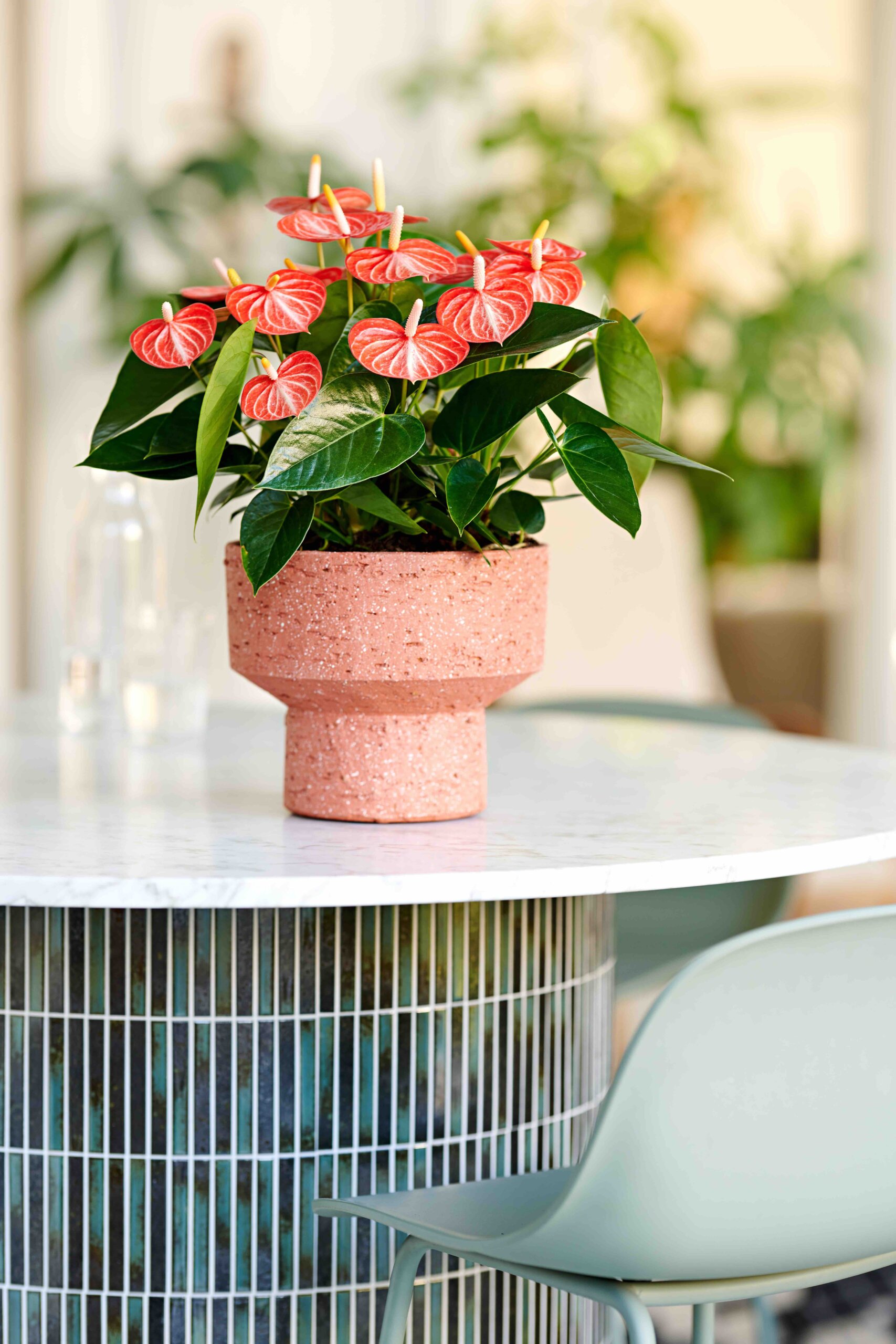Colour Psychology: What Your Anthurium Says About Your Style