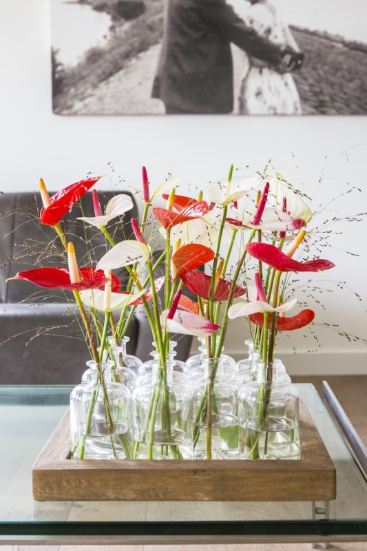 Une infinité d’anthuriums : voici les différentes formes