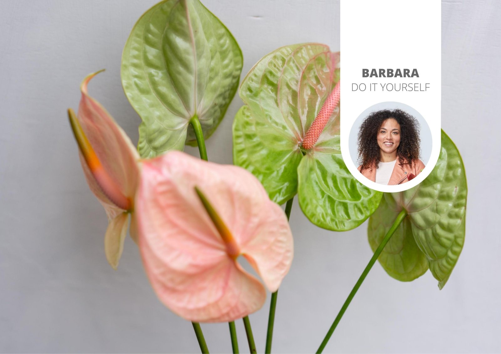 Comment entretenir mon anthurium