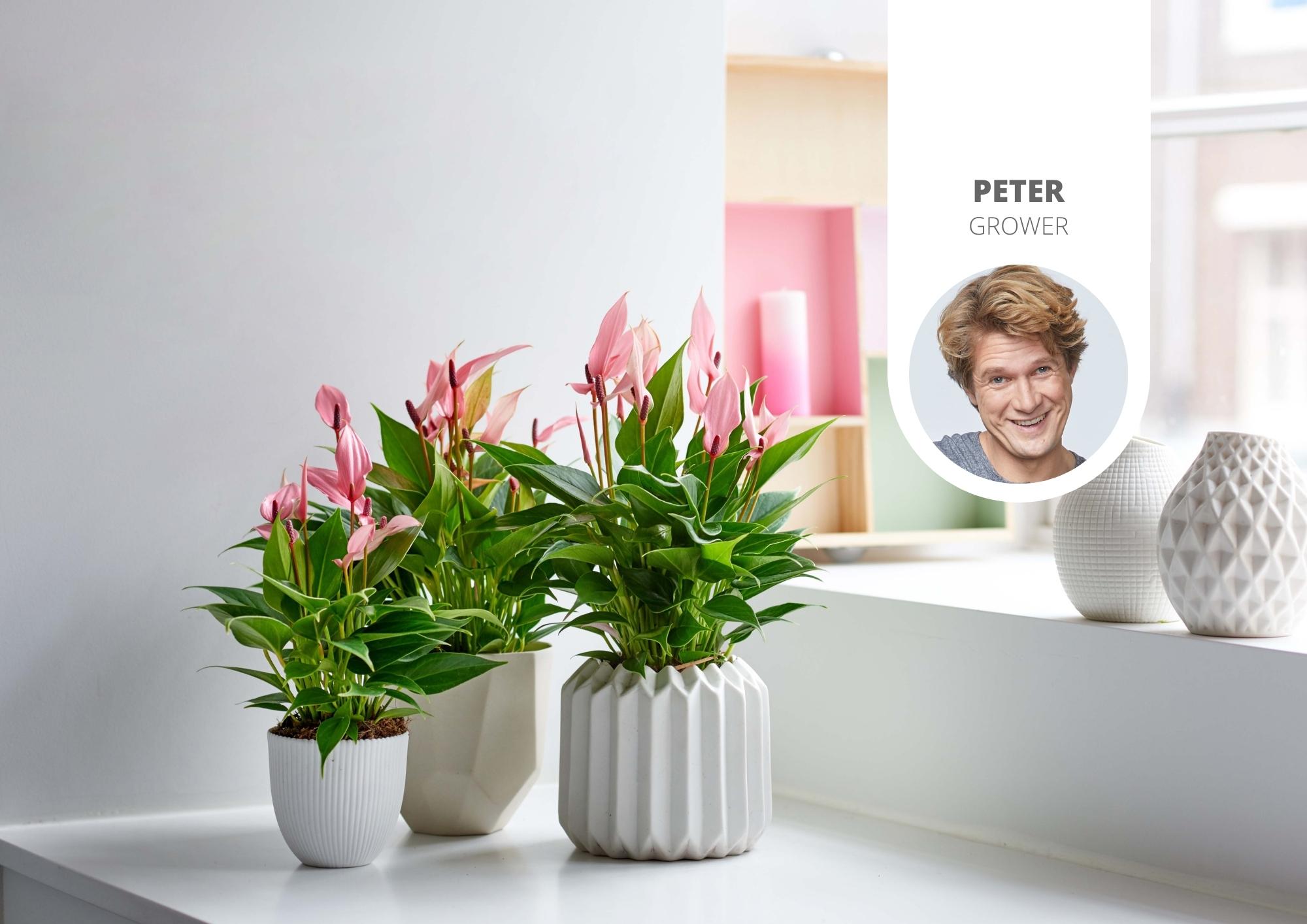 Tout sur la fleur fleur d'anthurium de forme oblongue