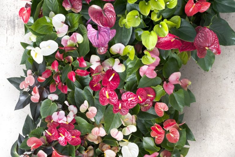 3x vaas hacks: zo staan je bloemen altijd mooi in een vaas