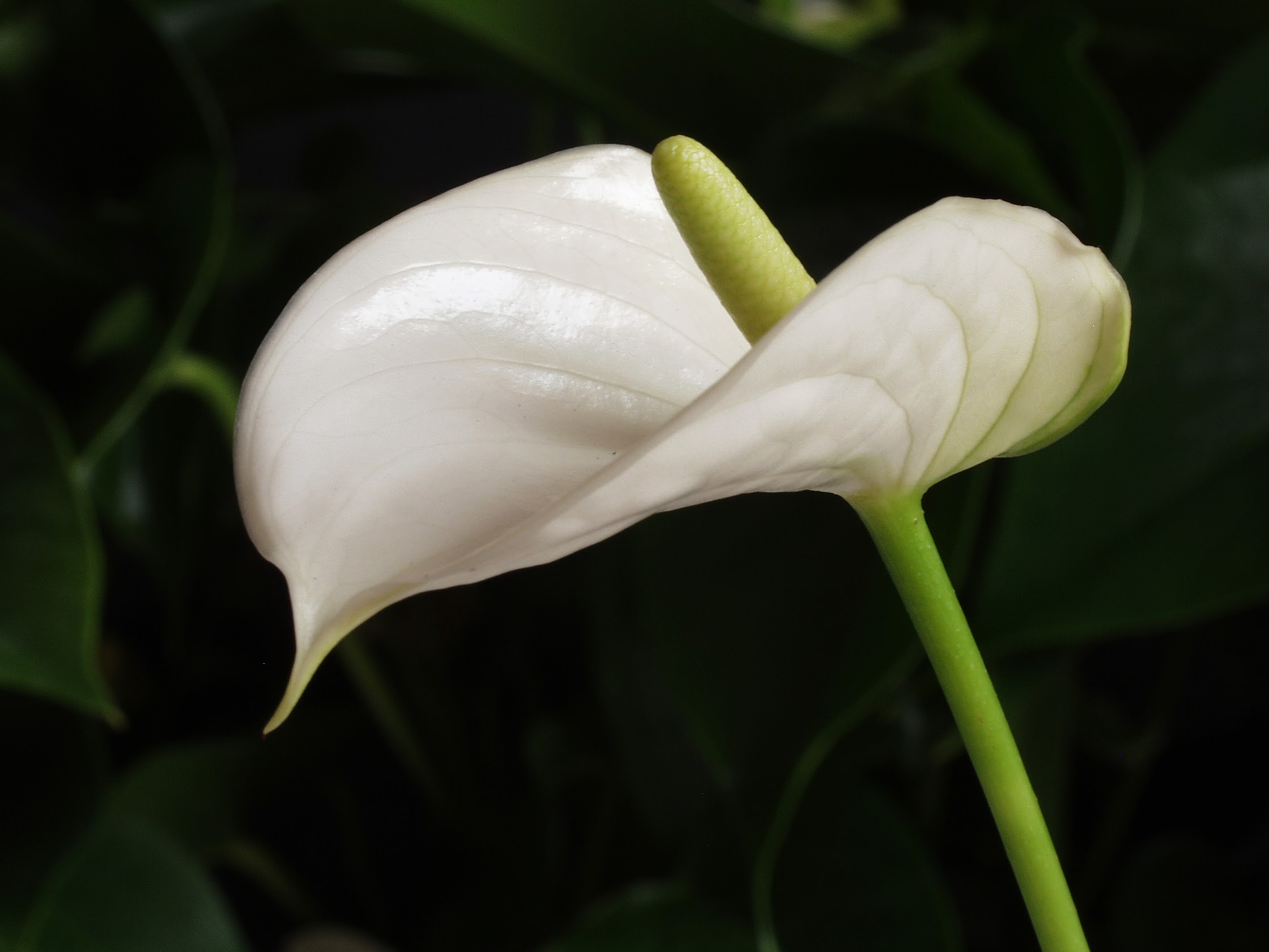 Herkomst - Anthurium