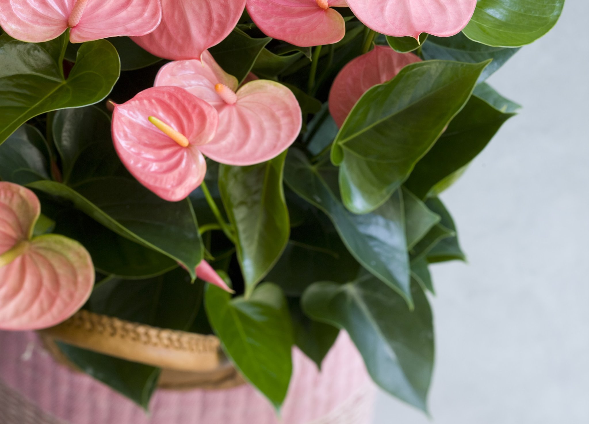 Anthurium verzorging: 4 dingen die je níet moet doen