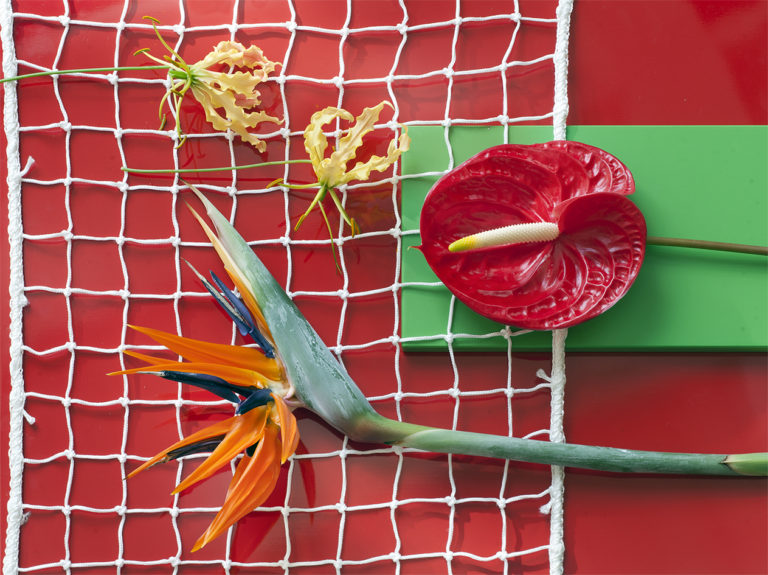 5 interessante feitjes over de anthurium potplant en snijbloem