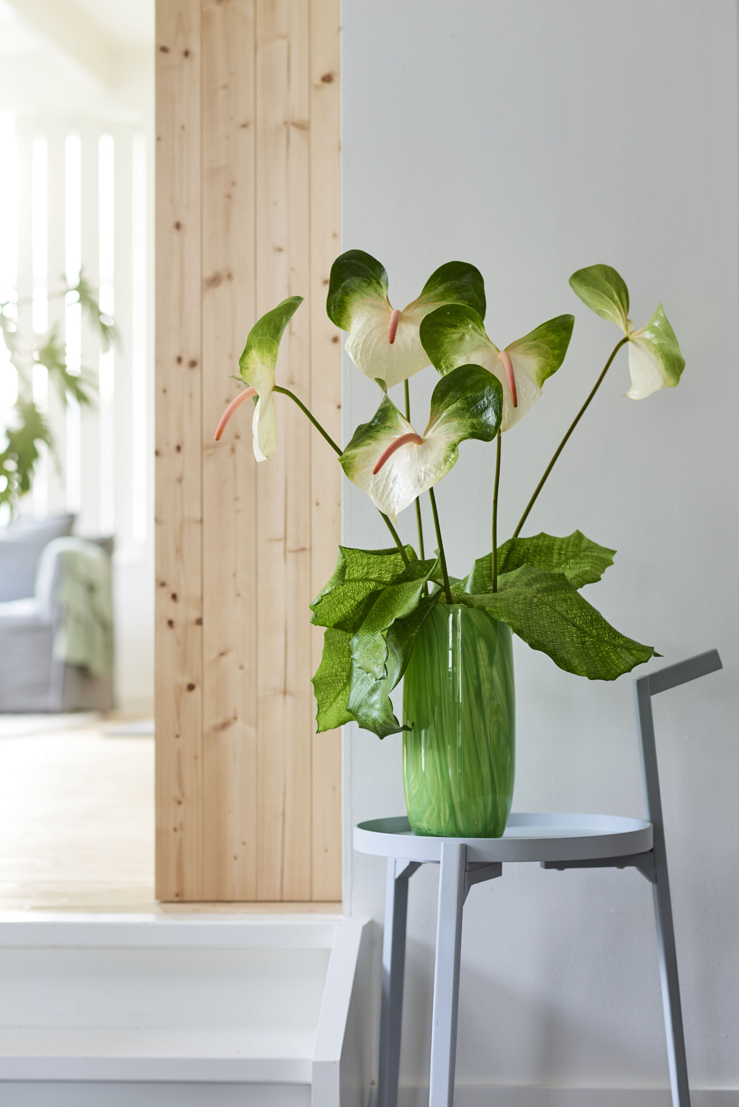 Anthura Denali_001 - Anthurium