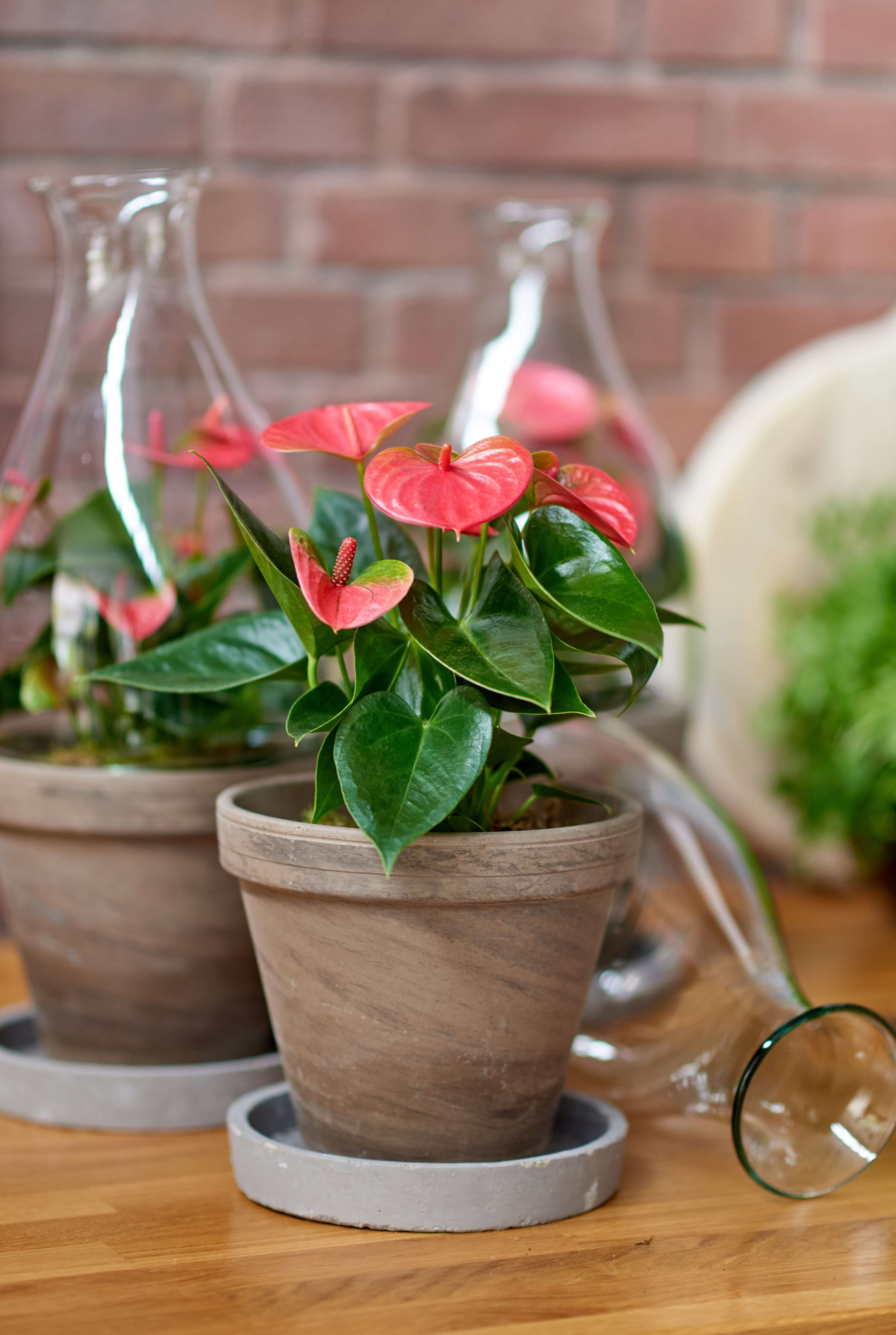 Anthura Sweet Dream 2 dark (1) - Anthurium