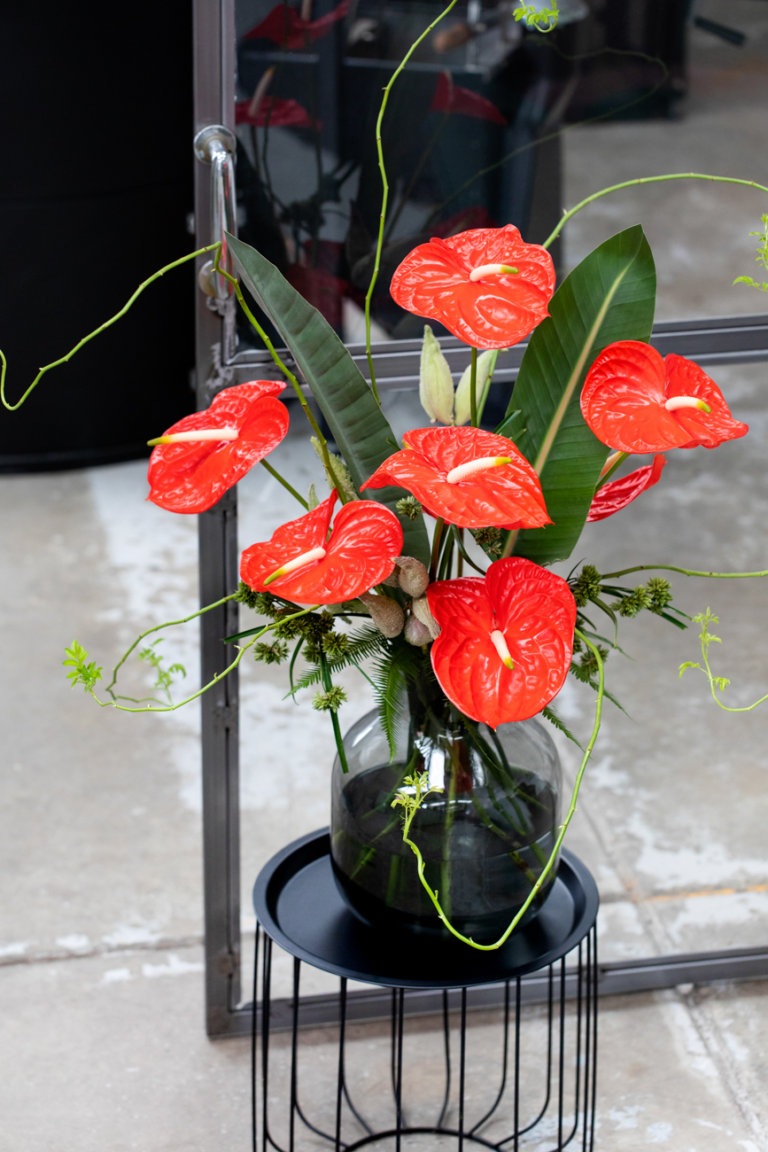 Anthura Sun Eye 006 - LR - Anthurium