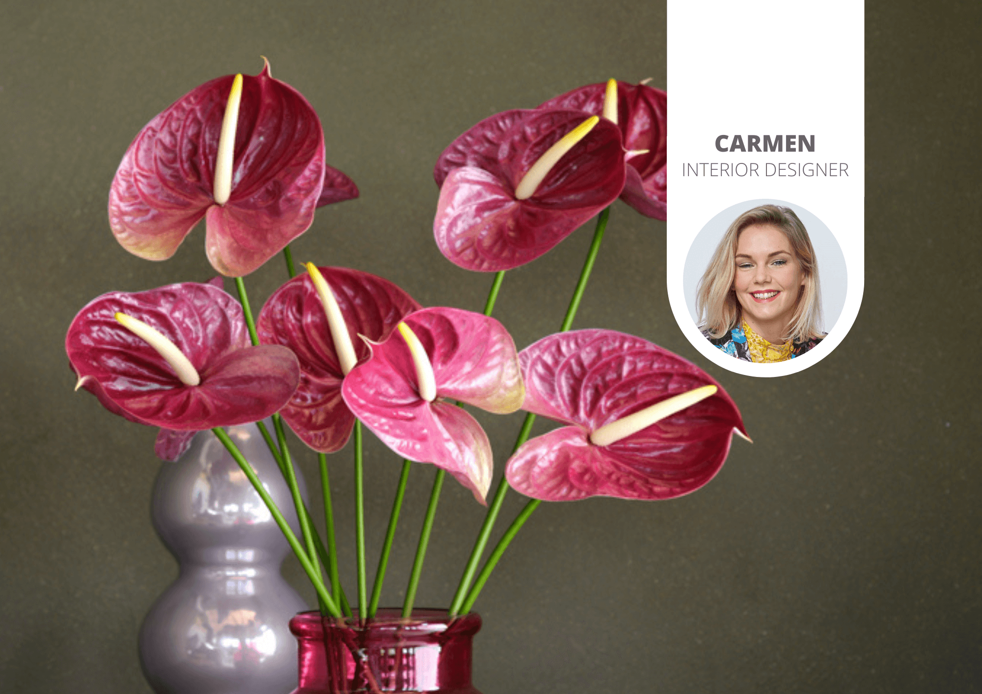 Anthurium Info - Alles over de anthurium snijbloem en potplant