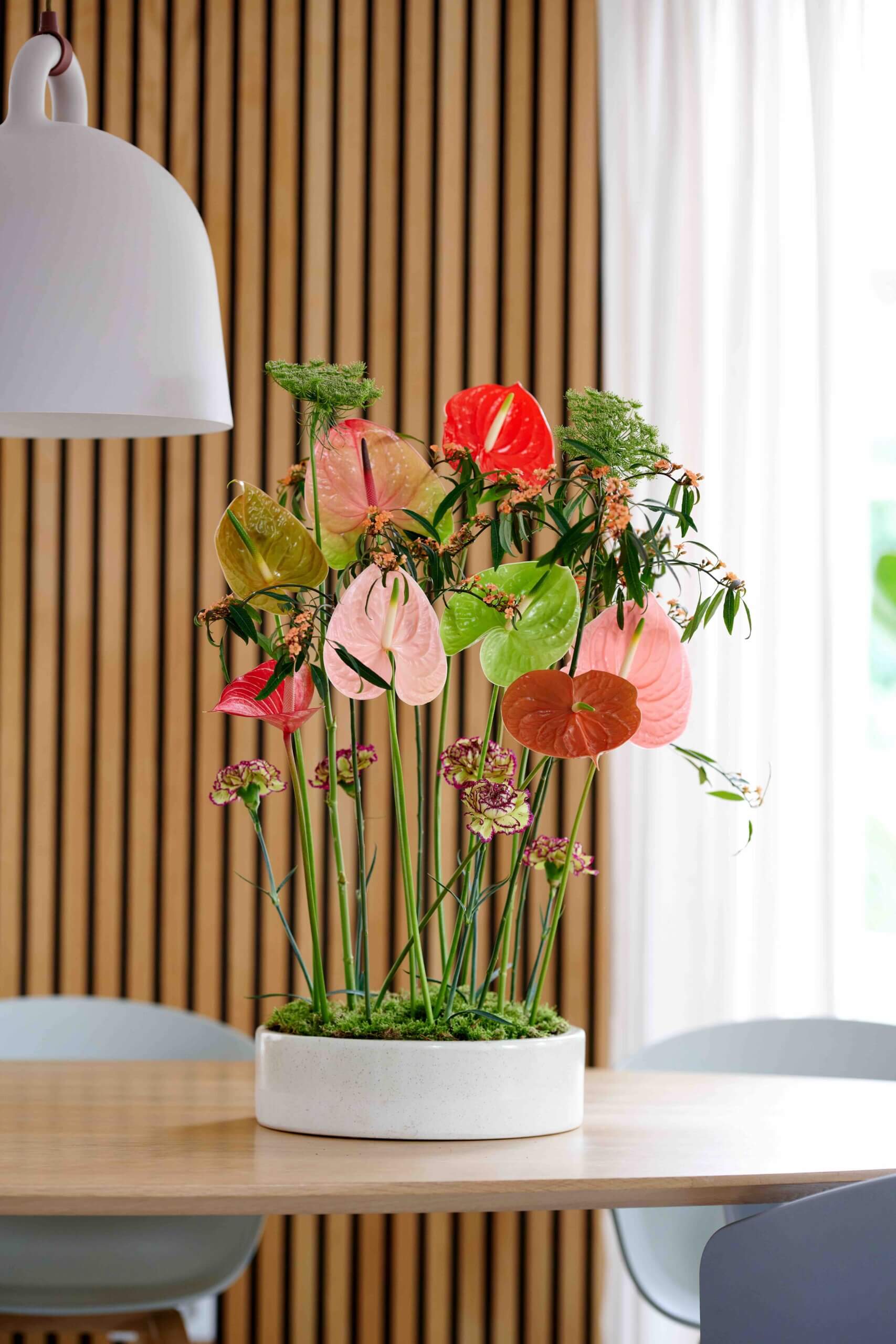 Anthura_mix_pfm_ 78 - Anthurium
