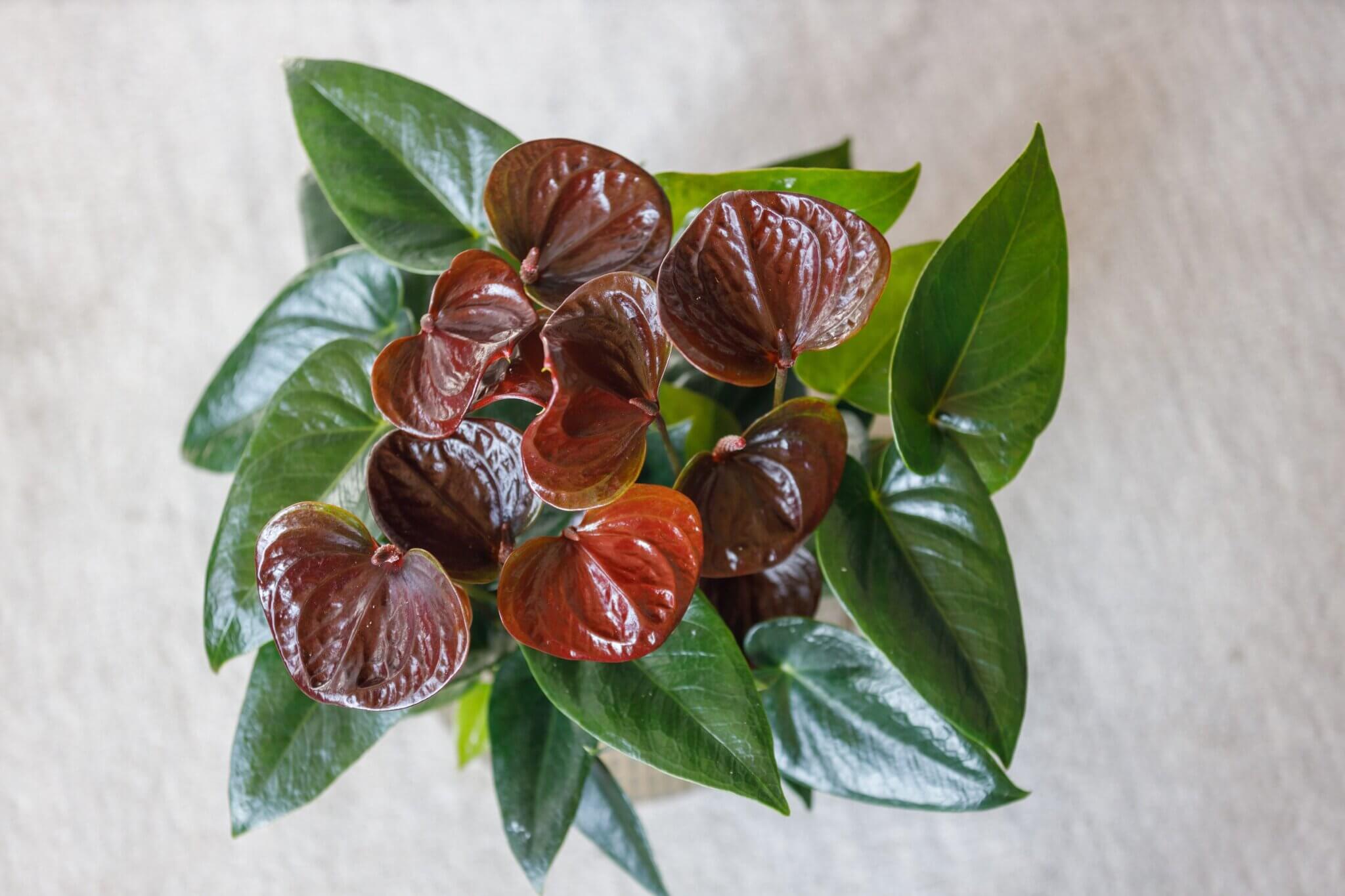 Essencia (11) kopie - Anthurium